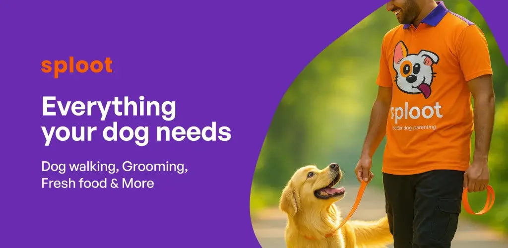 Sploot: Fresh Dog Food, Meal Plans & Pet Accessories Online in India